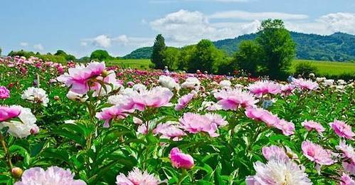 Tag der rosen in der staudengärtnerei gräfin von zeppelin, laufen ...